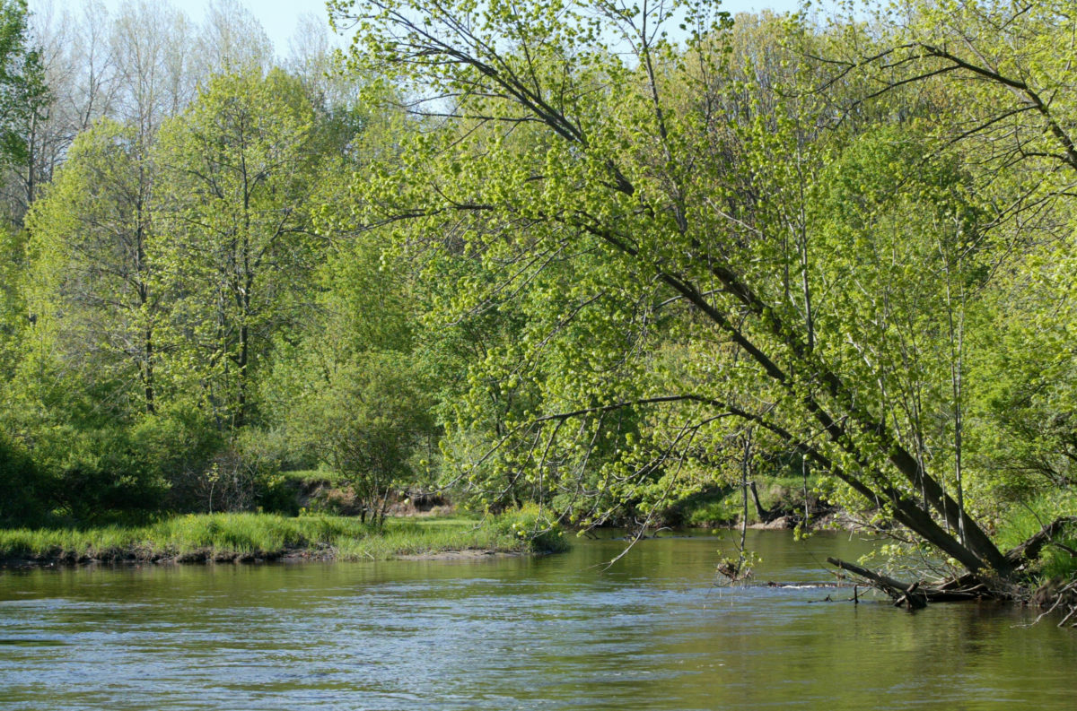 Meet Central Michigan's Jewel: The Chipp' | Mt. Pleasant Area ...